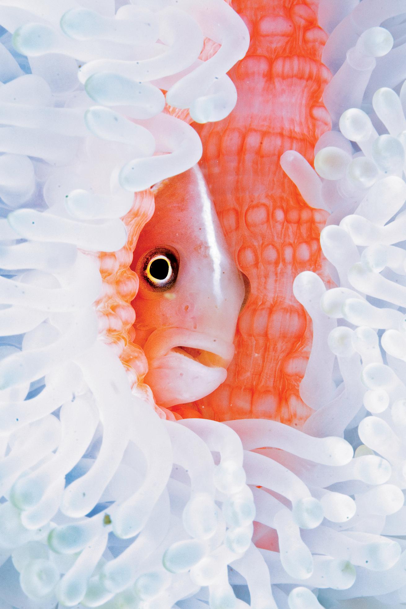 Scuba Diving Top 100: Best Overall Destinations | Scuba Diving