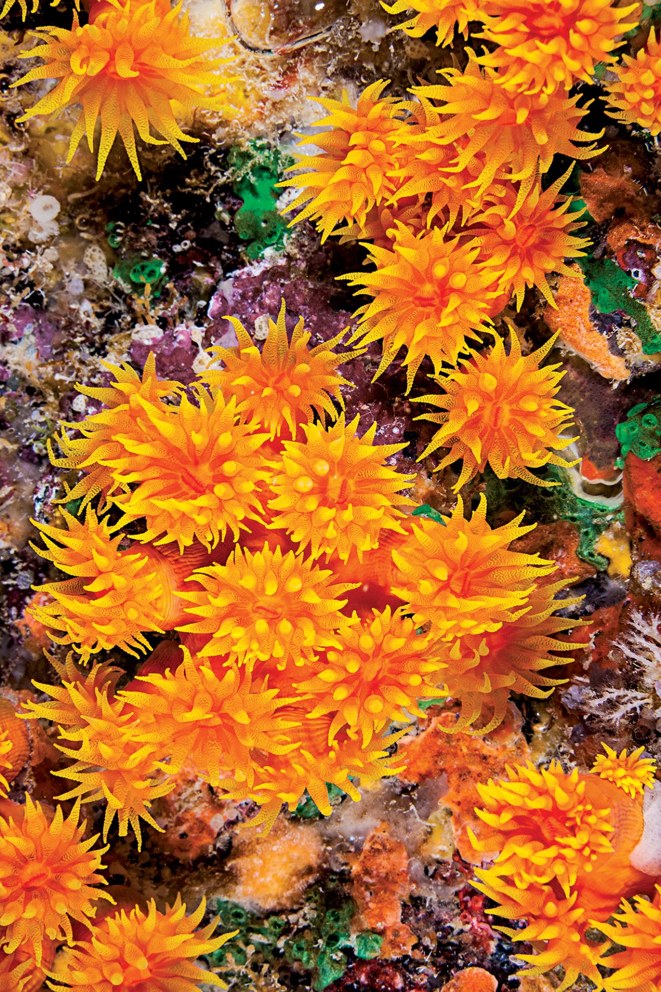 Scuba Diving Top 100: Best Overall Destinations | Scuba Diving