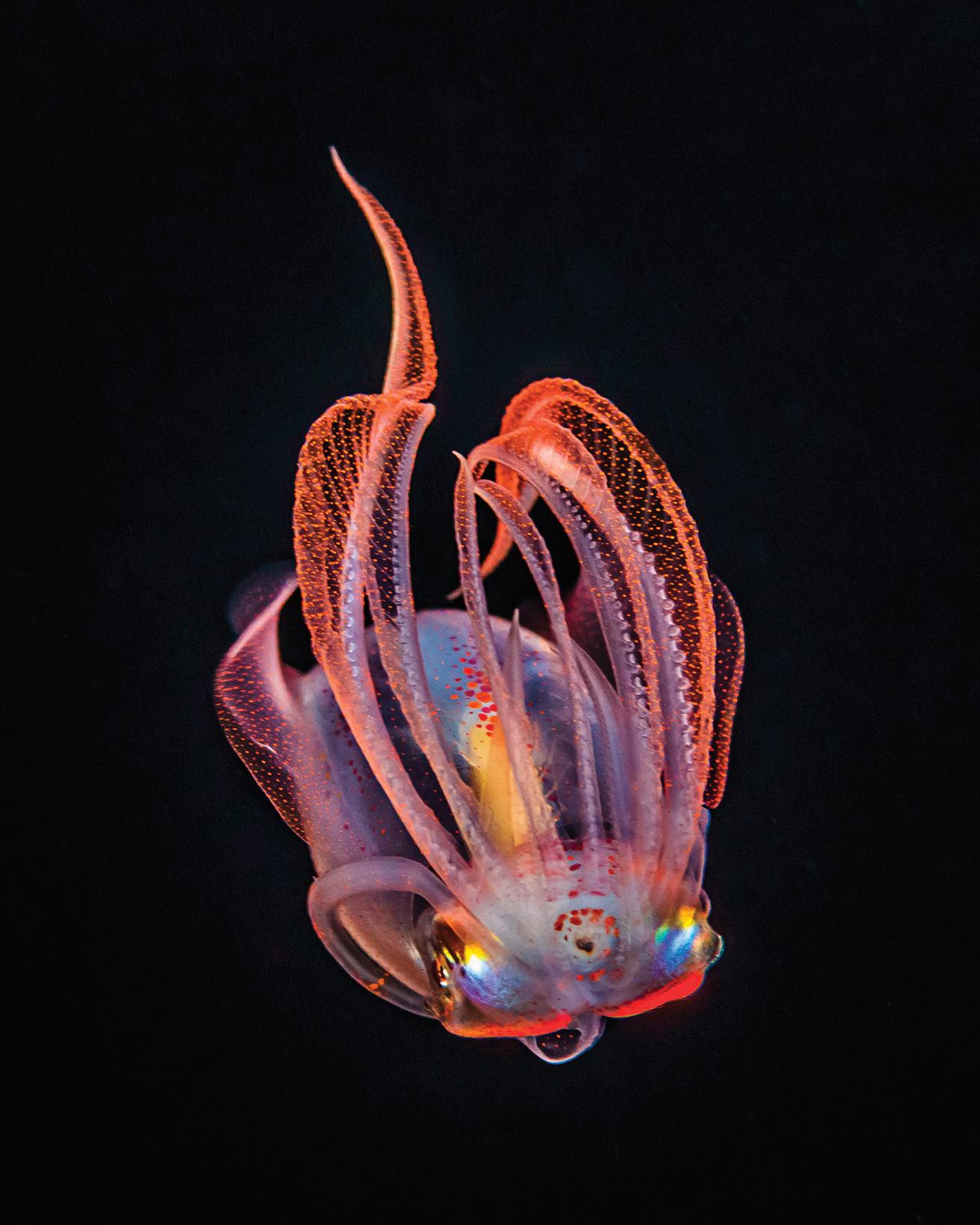 Scuba Diving Top 100: Best Overall Destinations | Scuba Diving